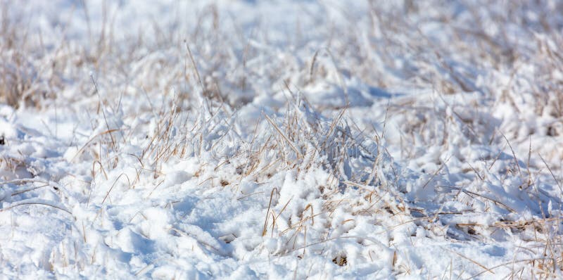 Snow on dry grass. Nature stock photo. Image of christmas - 206444642