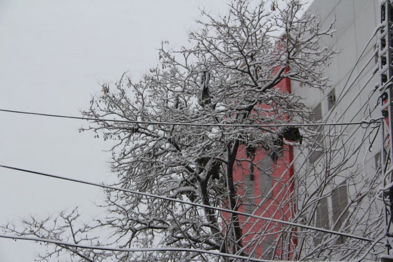 Snow on Dry Trees at Winter Season Stock Photo - Image of branch ...