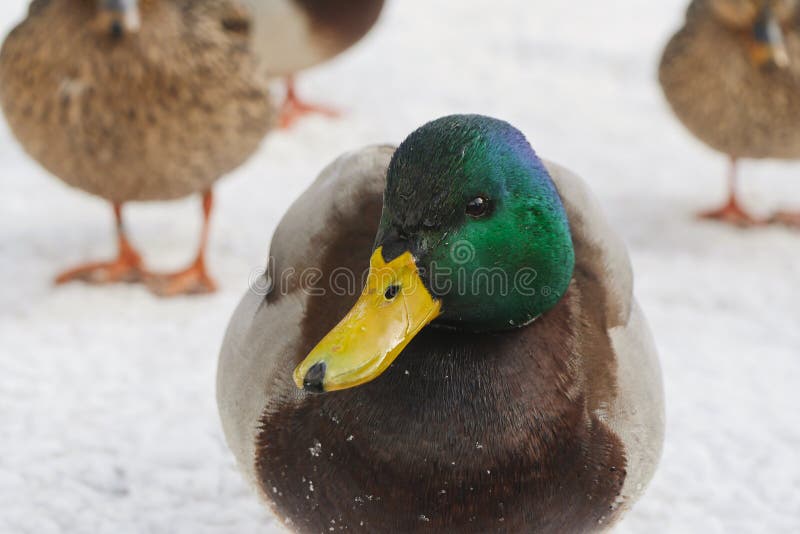 Ducks Stand in the Snow To Keep Their Temperature. Stock Image - Image ...