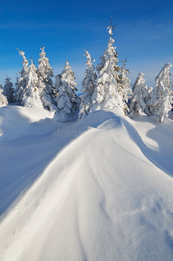 Snow dunes stock photo. Image of cloud, cold, scene, pine - 35651378