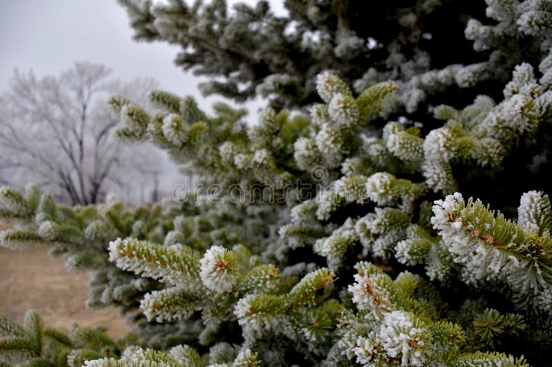 Snow Dust on Pine stock photo. Image of pine, snowfall - 114257074