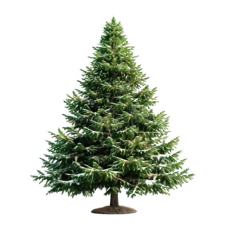 A Snow-Dusted Evergreen Tree Against a White Background Stock Photo ...
