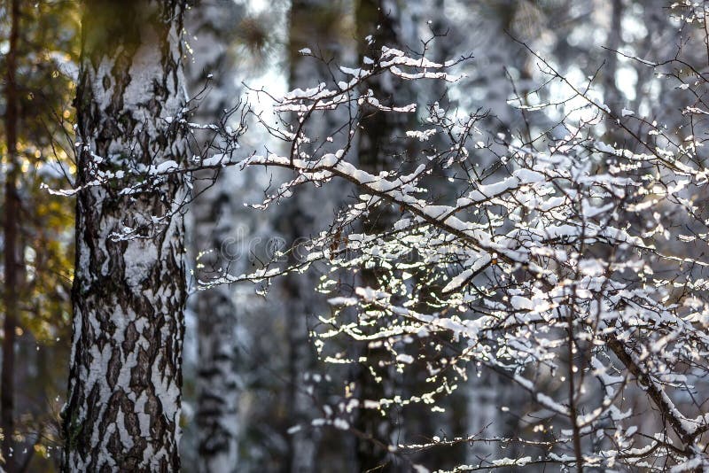 Snow-dusted forest stock photo. Image of trees, forest - 189273418