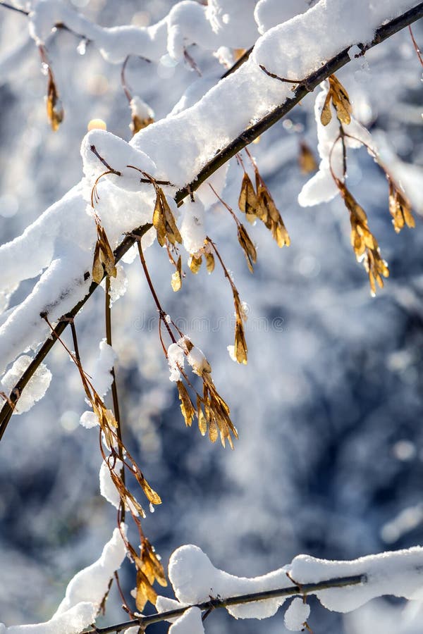 Snow-dusted forest stock photo. Image of western, landscape - 189273438