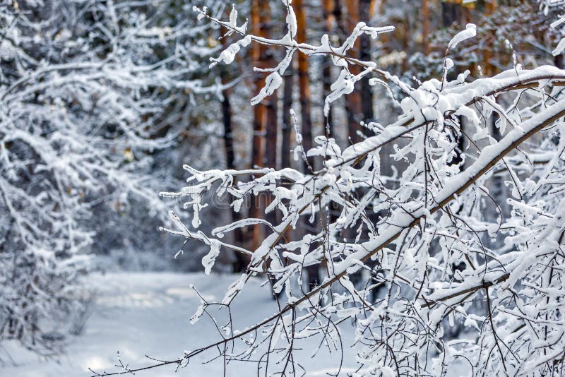 Snow-dusted forest stock photo. Image of seasons, february - 189273506