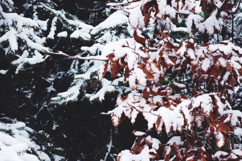 Snow-Dusted Leaves and Evergreen Branches Stock Photo - Image of ...