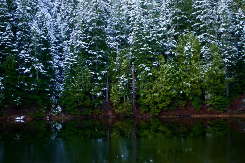 Snow Dusted Trees Along a Lake Stock Photo - Image of alpine, lake ...