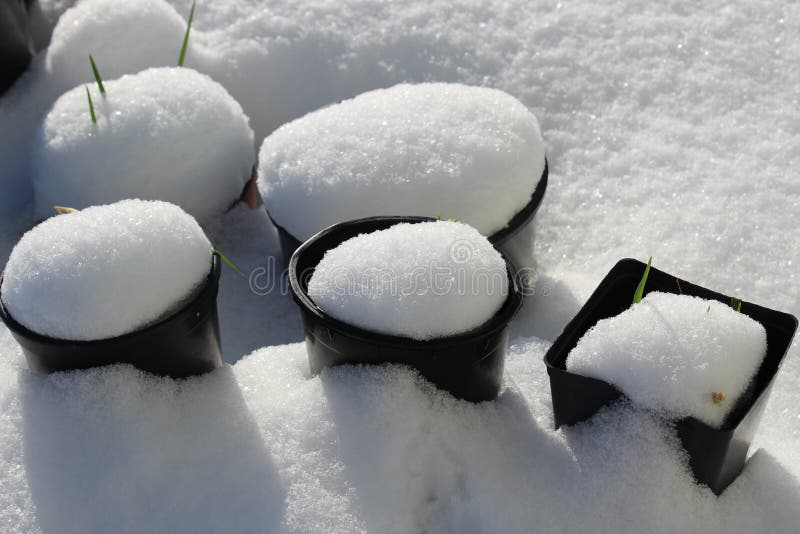 Snow on empty flower pots stock image. Image of earth - 237948167