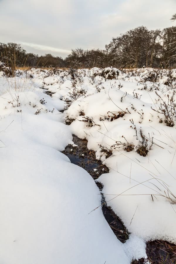 Snow in Epping Forest stock photo. Image of winter, tranquil - 151124860