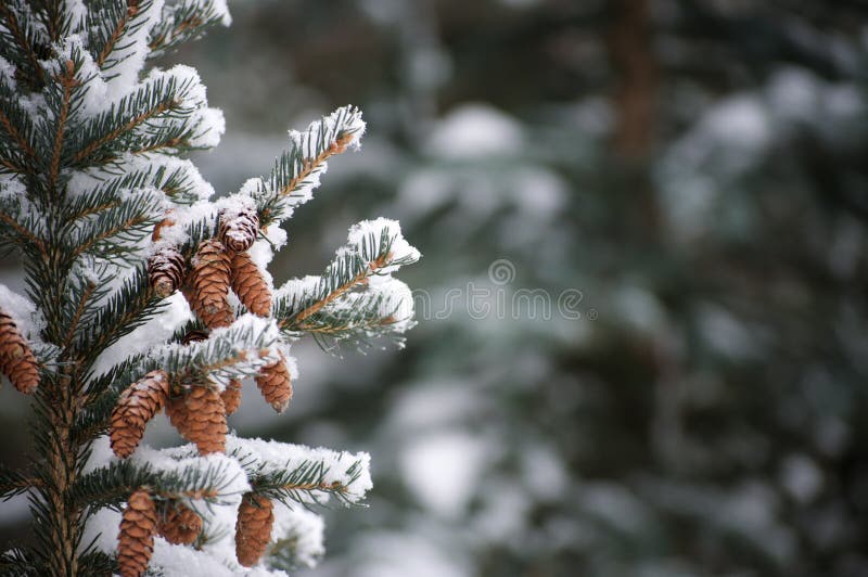 Evergreen Pine Trees Covered with Snow in Winter Stock Photo - Image of ... Evergreen Pine Trees Covered with Snow in Winter Stock Photo - Image of ...