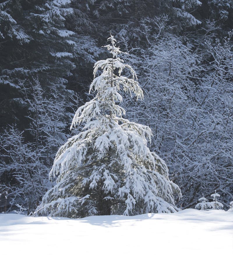 Snow on an Evergreen Tree in Winter Stock Photo - Image of tree, nature ...
