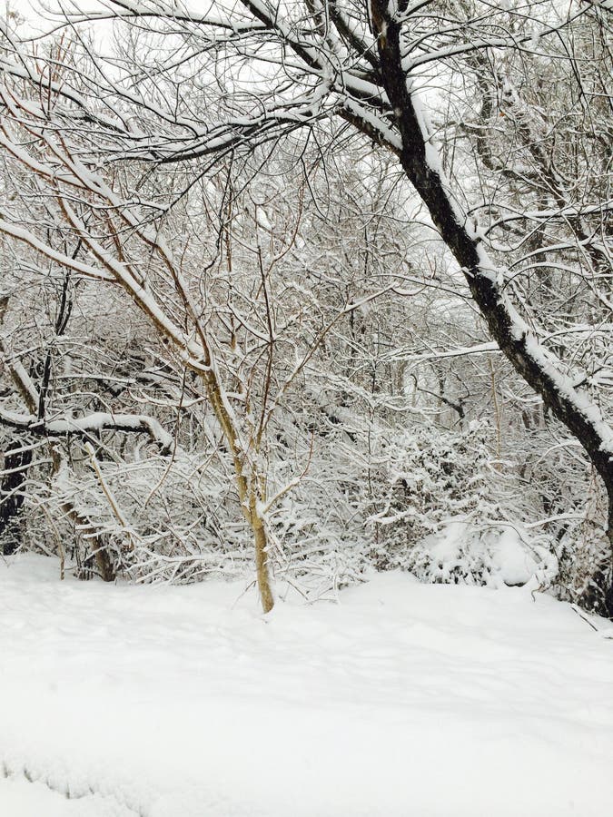 Snow Fall Beautiful Scenery Stock Image - Image of scenery, snowfall ...