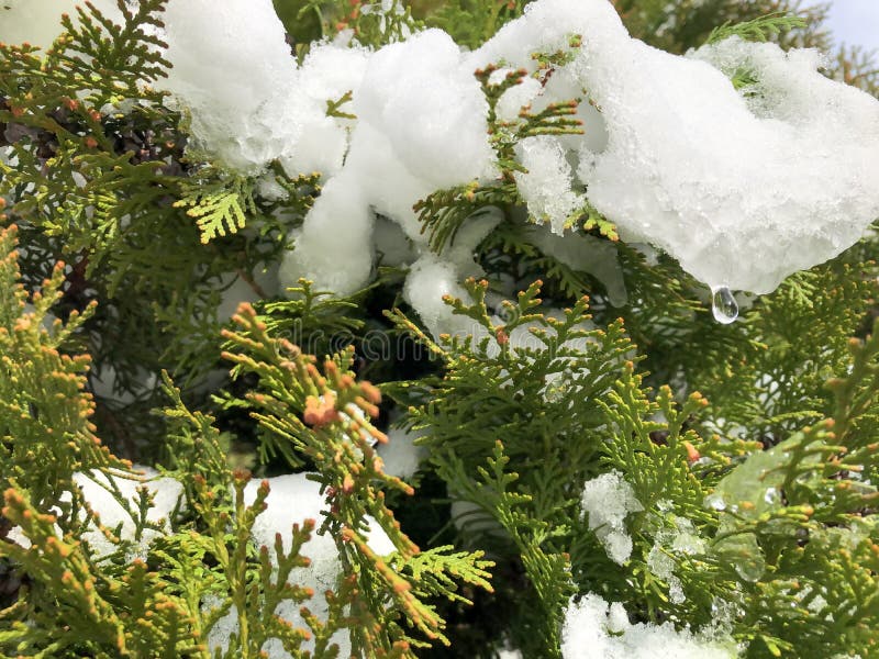 Snow Fall on Branches of Pine or Cedar Tree, Close Up Stock Photo ...