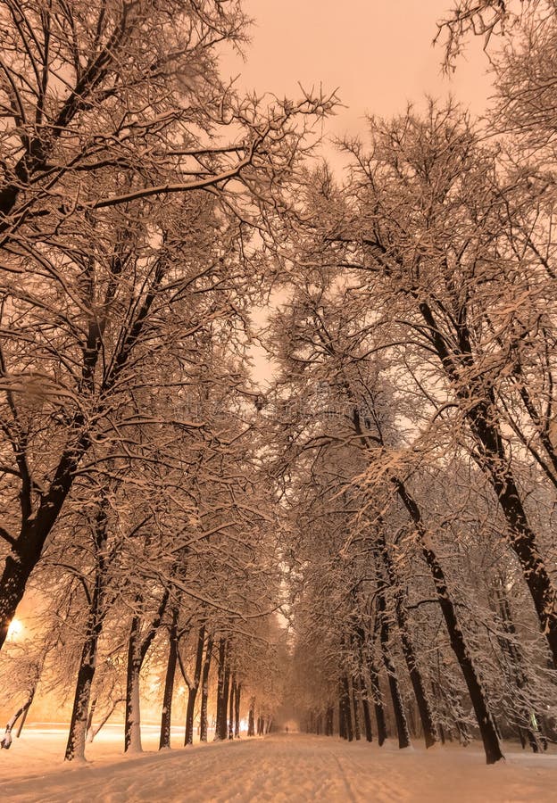 Snow Fall and Night Tree Alley in Moscow Stock Photo - Image of chilly ...