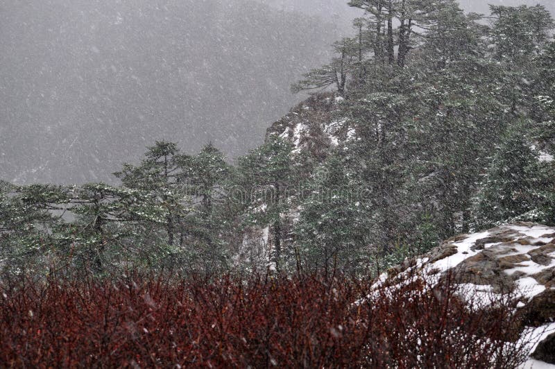 Snow Fall in Pine Forest in Remote Village Stock Photo - Image of cold ...