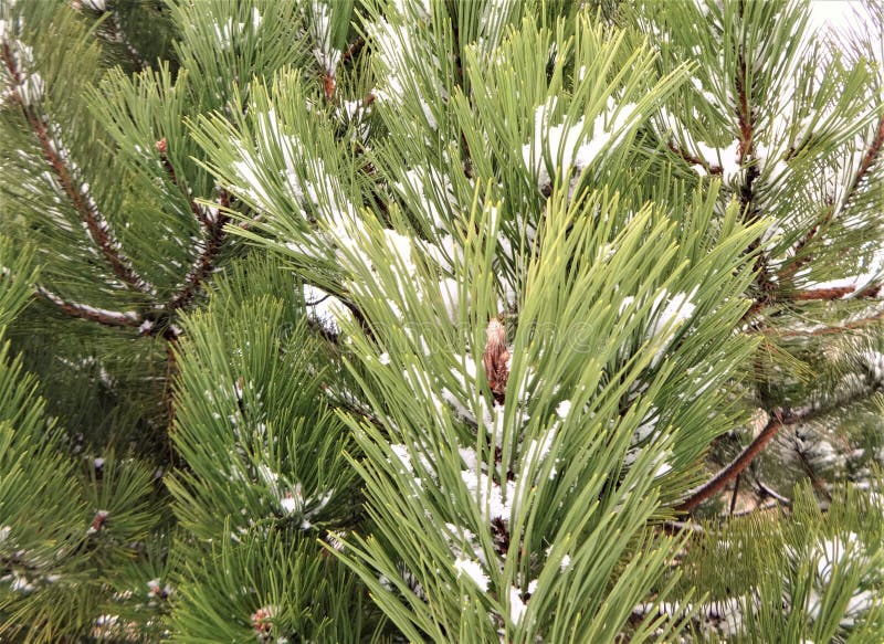 Snow Fall on a Pine Tree Branch Stock Photo - Image of grass, morning ...