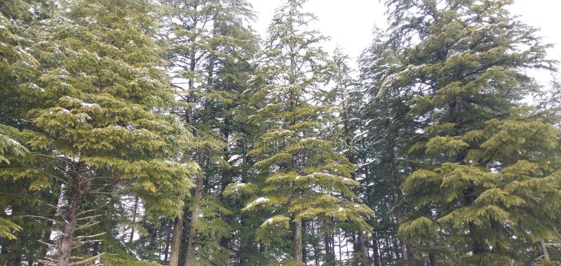 Snow Fall View on the Cedar Tree Looking Awesome in Champawat City ...