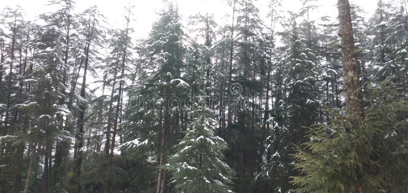 Snow Fall View on the Cedar Tree Looking Awesome in Champawat City ...