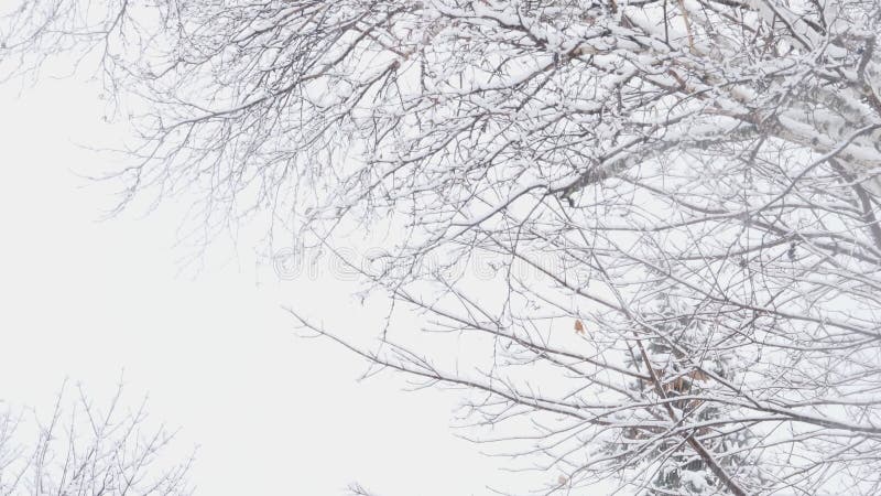Snow fall winter storm stock footage. Video of scenery - 257415506