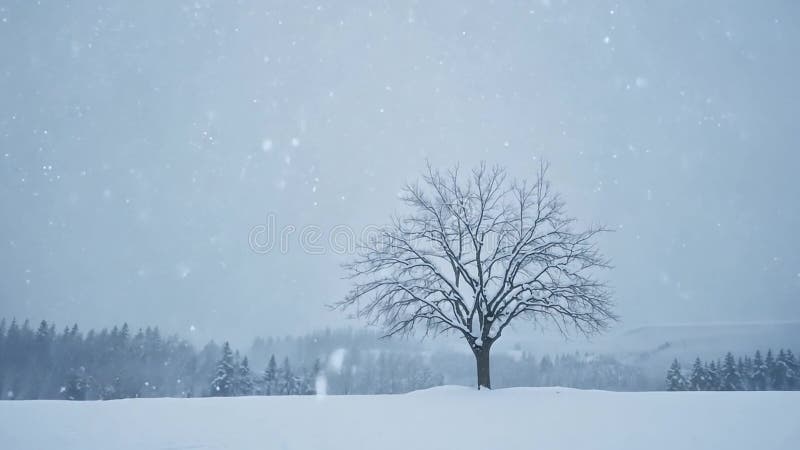 Snow Falling on Bare Tree in Open Snowy Field Stock Video - Video of ...