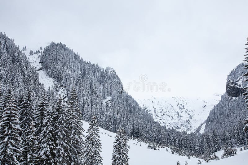 Snow Falling in Beautiful Pine Forest Covered with Snow Stock Photo ...
