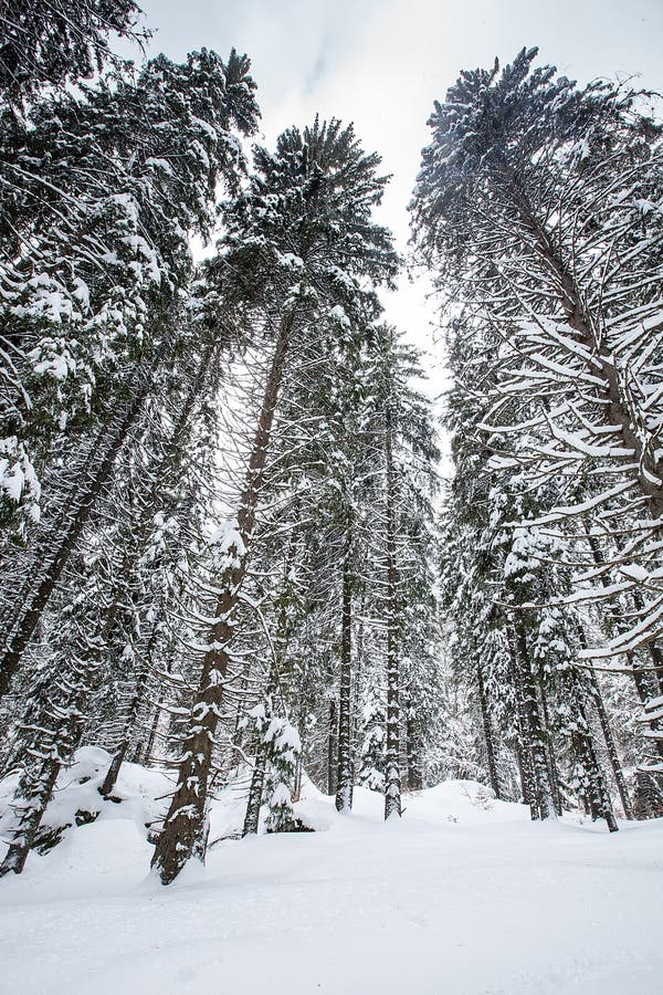Snow Falling in Beautiful Pine Forest Stock Photo - Image of adventure ...