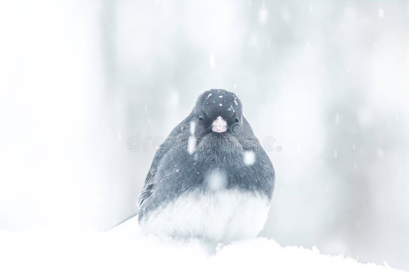 Snow Falling on a Bird`s Head Stock Image - Image of looks, snowing ...