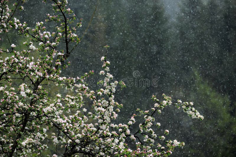Snow Falling and Blooming Tree. Springtime in Central Europe Stock ...