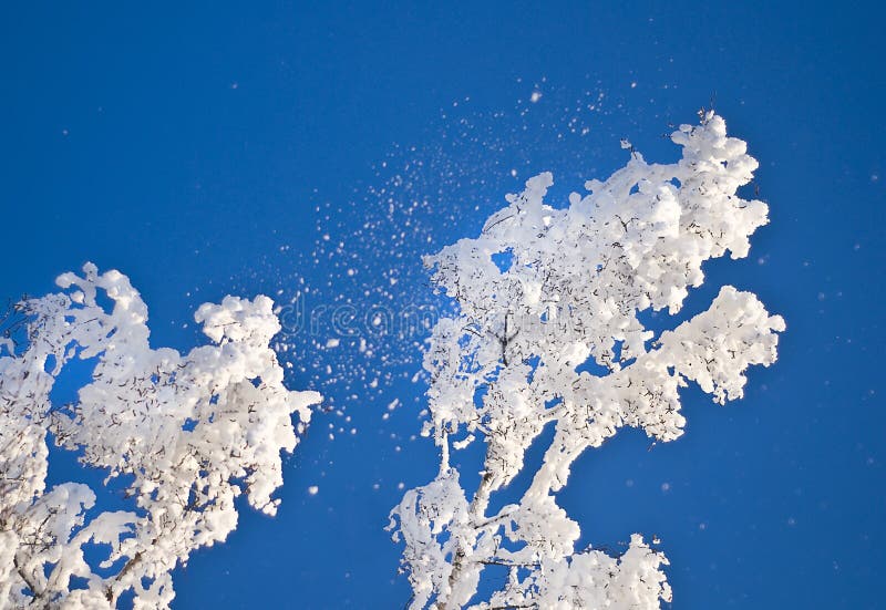 Snow Falling from Branches stock photo. Image of crystal - 12713480