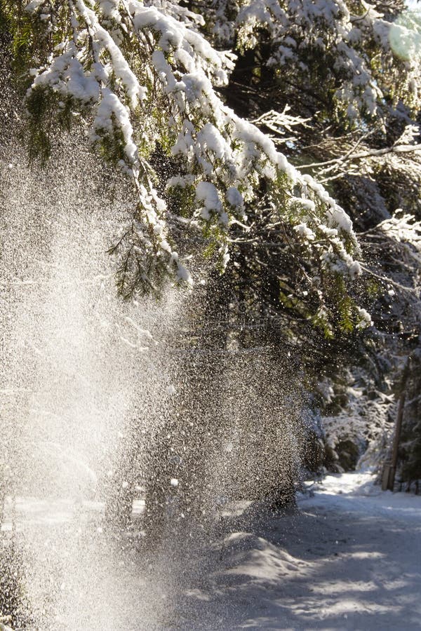 Snow Falling from the Branches of Pine Trees in the Spring Forest ...