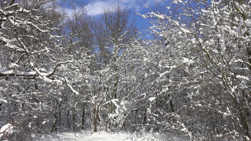 Snow Falling on Home Deck during Winter Storm with Trees Covered in ...