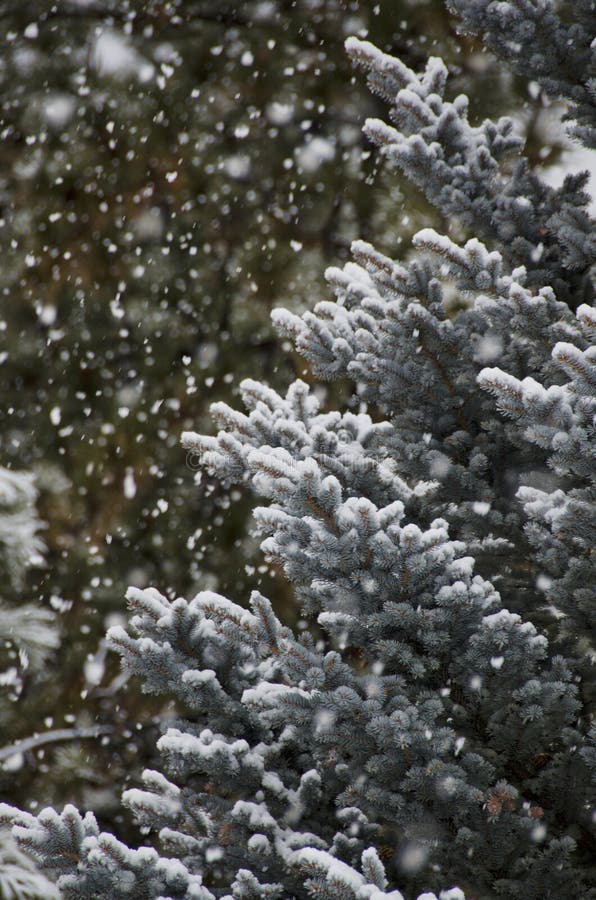 Snow Falling on Colorado Blue Spruce Tree Stock Photo - Image of beauty ...