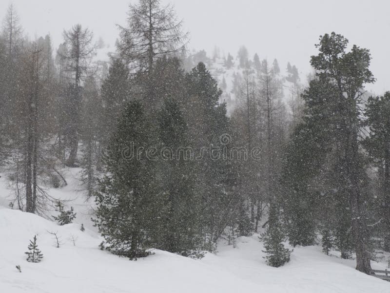 Snow Falling on Dolomites Pine Tree Branches in Mountain Winter ...