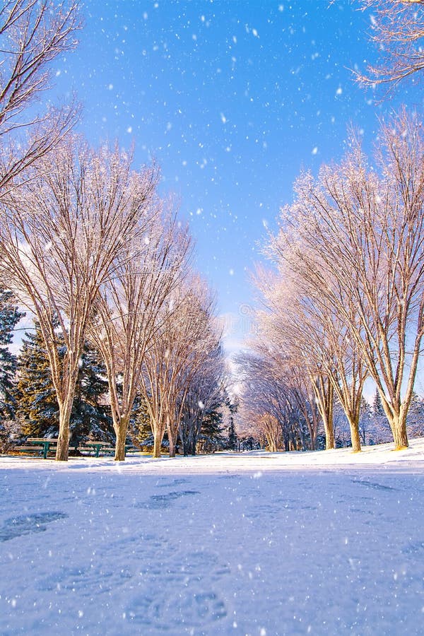 Snow Falling Down Over a Calgary Park Stock Photo - Image of treelined ...