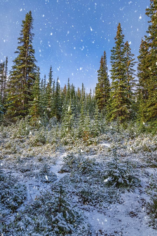 Snow Falling Down Over Park Trees Stock Image - Image of treeline ...