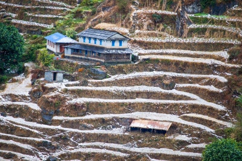Snow Falling Down To Step of Rice Terraces Stock Image - Image of tree ...