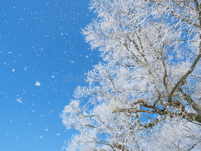 Snow Falling Down a Winter Tree Stock Image - Image of clear, branches ...