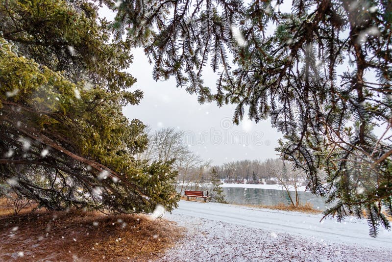 Snow Falling Down in a Wintry Park Stock Photo - Image of cloudy ...