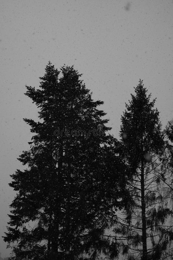 Snow Falling in the Dull and Dreary Winter Stock Photo - Image of moody ...