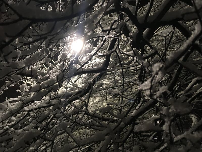 Snow Falling during Evening in Winter at Central Park in Manhattan, New ...
