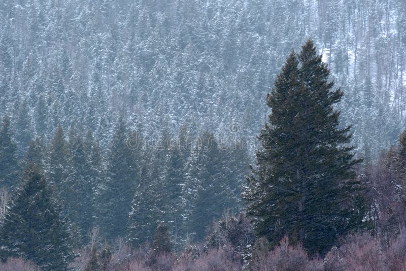 Snow Falling in Forest on Pine Trees in Mountains Wintertime Stock ...