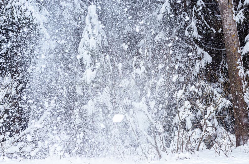 Snow Falling in Forest. Snowfall Flow in Woods Close Up Stock Image ...