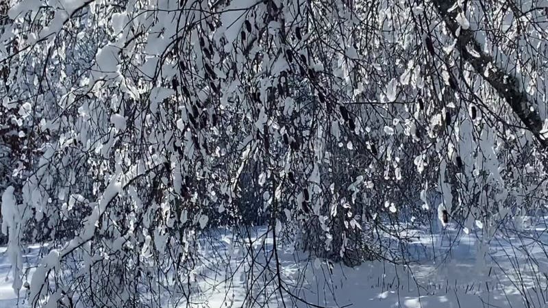 Snow Falling in a Forest, Sunlight Flashing Stock Footage - Video of ...