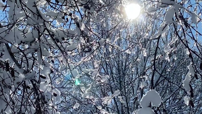 Snow Falling in a Forest, Sunlight Flashing Stock Footage - Video of ...