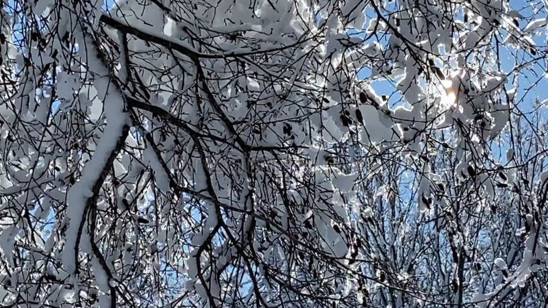 Snow Falling in a Forest, Sunlight Flashing Stock Video - Video of bean ...