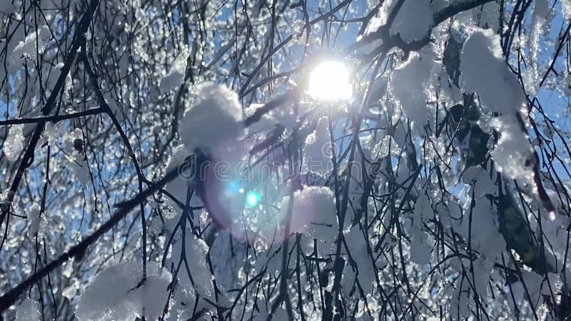 Snow Falling in a Forest, Sunlight Flashing Stock Video - Video of bean ...