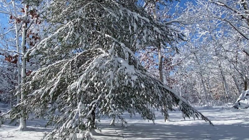 Snow Falling in a Forest, Sunlight Flashing Stock Video - Video of ...