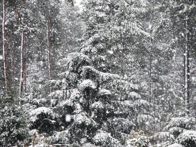 Snow Falling in the Forest. Stock Photo - Image of pine, village: 199194196
