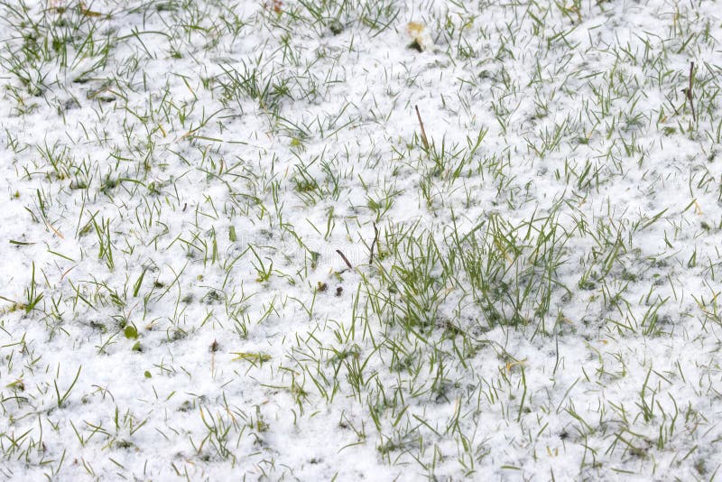 Snow falling on the grass stock image. Image of flora - 209521953