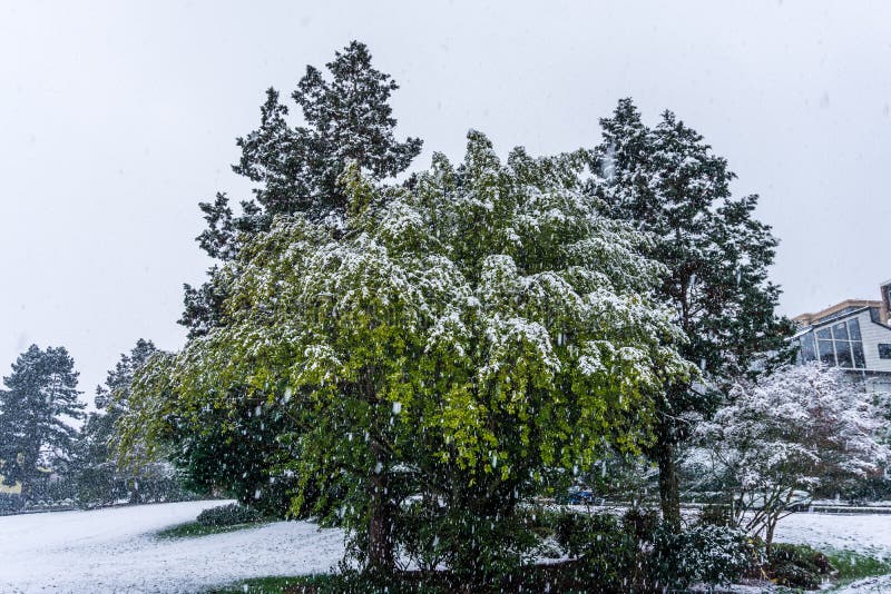 Snow Falling on Green Tree stock image. Image of green - 143519725